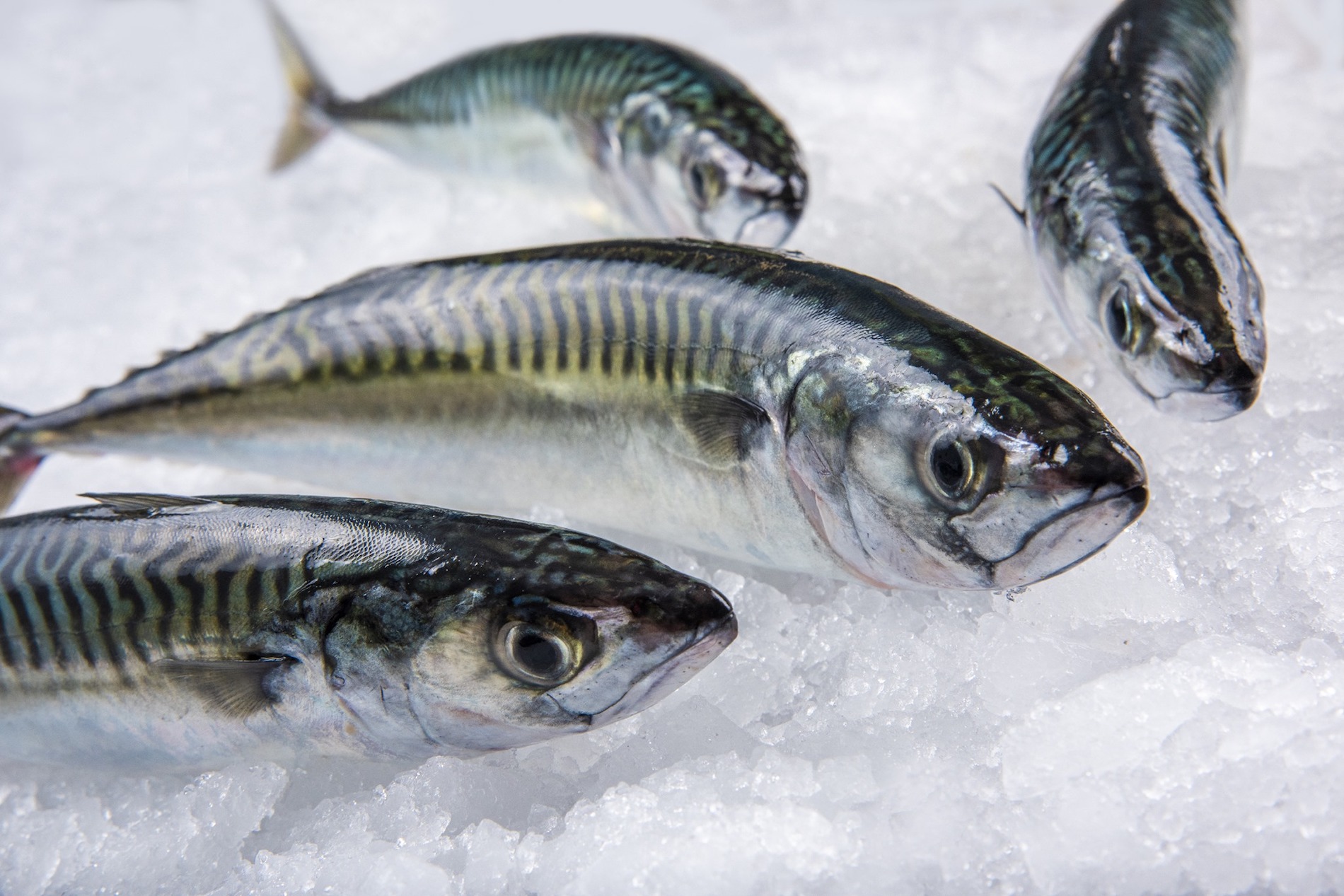 La recette du maquereau à l’escabèche | Maison Geslain