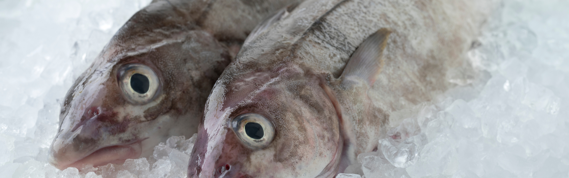 Comment réussir le haddock de A à Z? | Maison Geslain - Poissonnerie à Caen